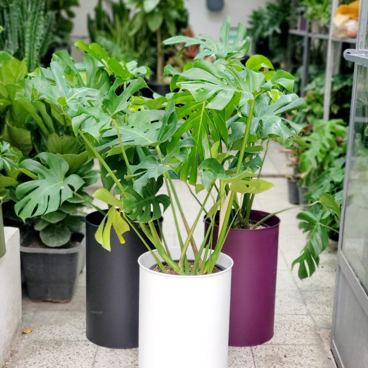 برگ انجیری – لیمبو دیزاین | Limbo design